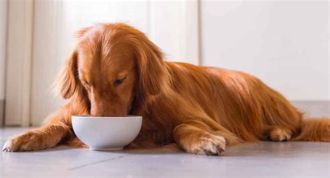 La Alimentacion De Tu Perro Mascotas Blog