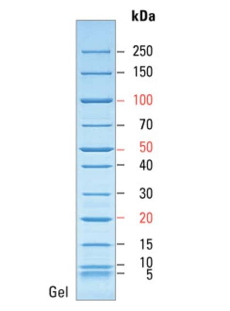 Pageruler Unstained Broad Range Protein Ladder Thermo Fisher Scientific
