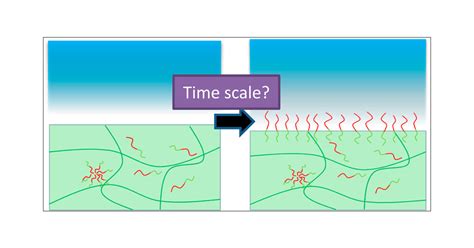 Kinetics Of Dynamic Polymer Brush Formation Macromolecules