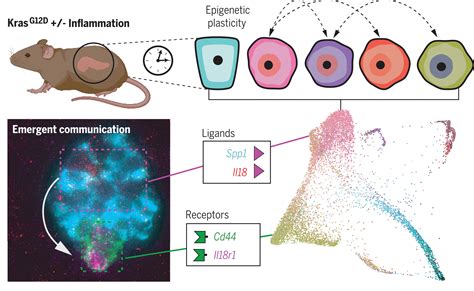 Epigenetic Model