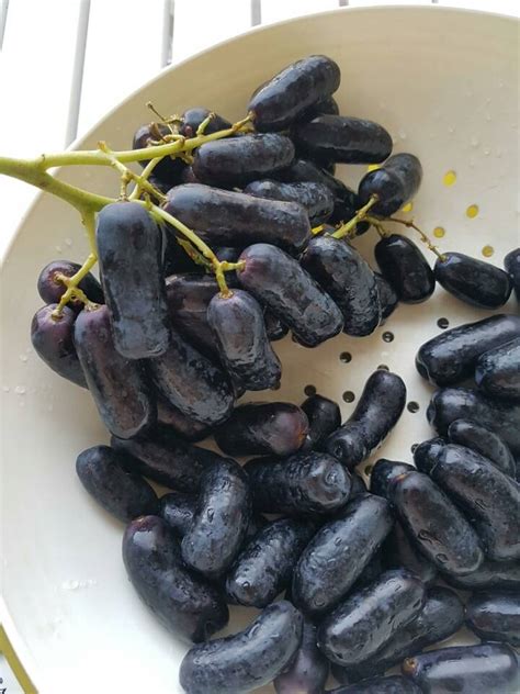 블랙사파이어 포도  인스티즈 Instiz 이슈 카테고리