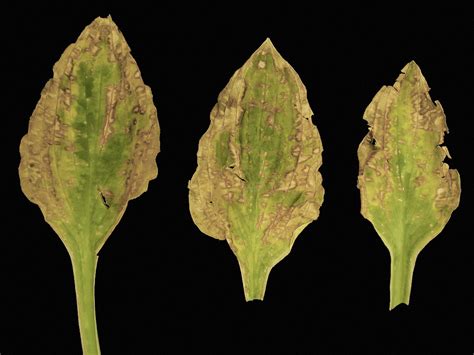 Virus X Du Hosta Hvx Iriis