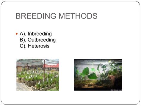 Plant Breeding Methods Pptx