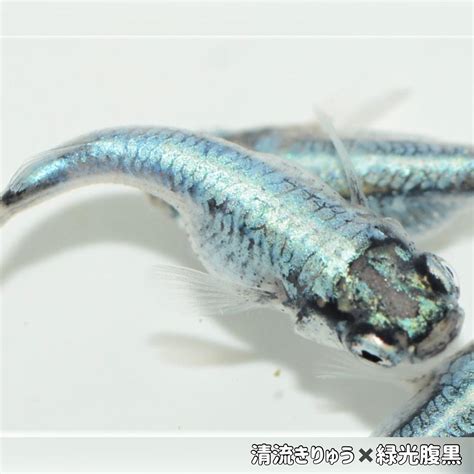 めだかの館 「清流きりゅう 緑光腹黒」 品種名：青透明鱗体外光メダカ 共通補足：体内黒 ～説明～