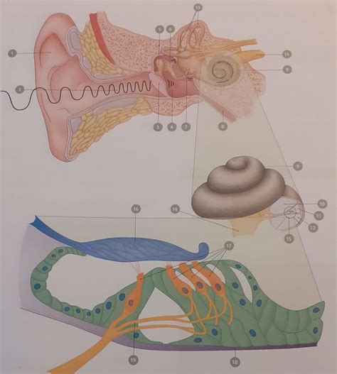 Bio Ht3 Delen Van Het Oor Diagram Quizlet
