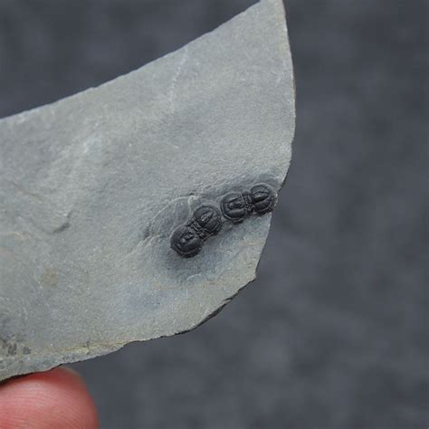 Trilobite Peronopsis Interstricta Cambrian Utah Fosilies Fossils