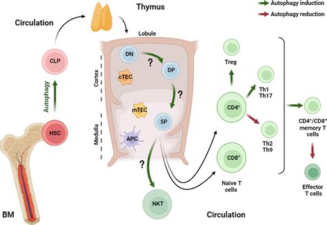 Autophagy And T Cell Development Hematopoietic Stem Cells Hscs Arise
