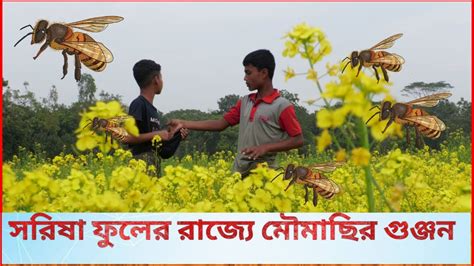 হাওড়ের দিগন্তজুড়ে সরিষা ফুলের অসাধারণ দৃশ্য Mastered Flower Sorisha Flower News Bangla