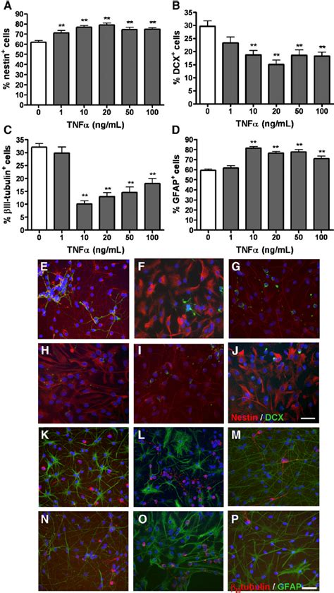 Effect Of Tnf α During Differentiation On Lineage Fate Of Hippocampal