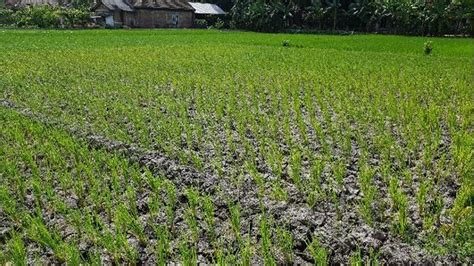 Alih Fungsi Lahan Ancam Masa Depan Pertanian Pemerintah Harus Lakukan
