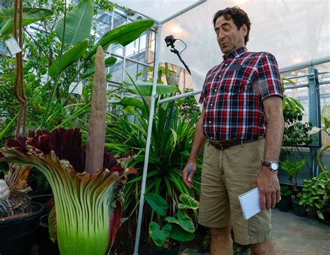 How To Watch Corpse Flower Bloom At Wheaton College In Norton