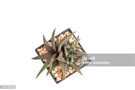 검은 냄비에 하워시아 리미폴리아 즙이 많은 식물을 닫아 잘라 경로와 흰색 배경에 격리 0명에 대한 스톡 사진 및 기타 이미지 0명 가시 고립 색상 Istock