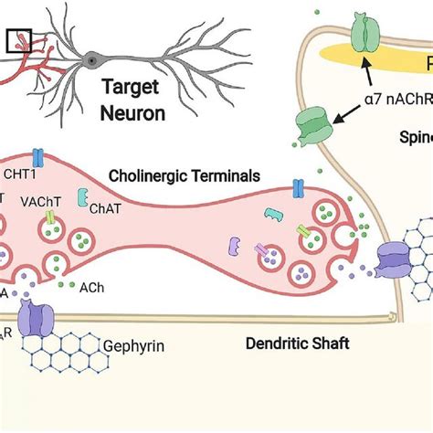 Septal Dissection And Characterization Of Cholinergic Neurons Within Download Scientific