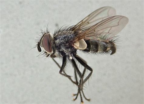 Phebellia Glirina Levisham Vc62 July 2017 Ian Andrews Flickr