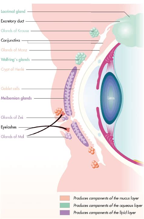 Goblet Cell Diagram