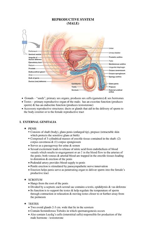 Repro Male Repro Male Reproductive System Male Gonads ―seeds