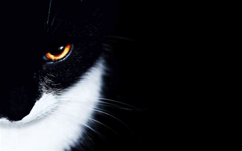 Aesthetic Black Cat Wallpapers Top Free Aesthetic Black Cat