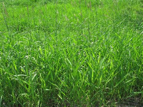 Canary Grass Alchetron The Free Social Encyclopedia