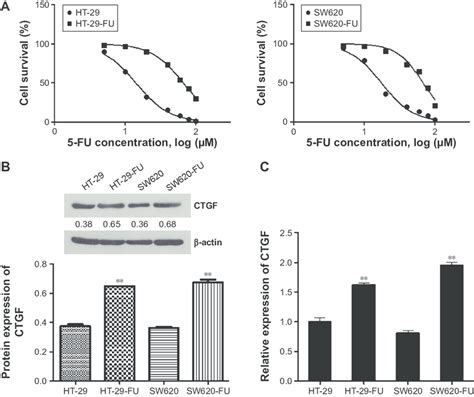 The Expression Of Ctgf In Human Crc Cells Notes A The Survival Rate
