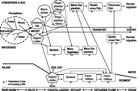 2 Conceptual Model Of Nutrient Flow In An Estuarine Ecosystem Download Scientific Diagram