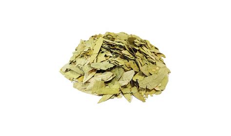 4 خواص برگ سنا و موارد منع مصرف این گیاه در طب سنتی