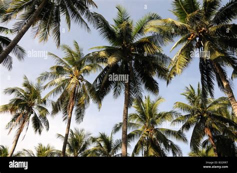 Coconut Plantation Thoi Son Island Mekong Delta Vietnam Stock Photo Alamy