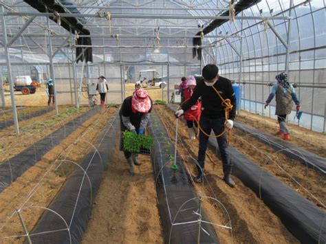 영양고추연구소 재래종 고추 수비초 다수확 하우스 재배기술 개발 네이트 뉴스