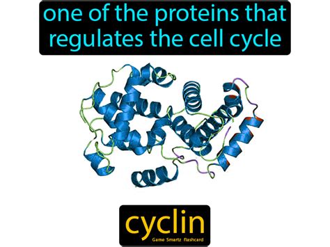 Cyclin Easy Science Cell Cycle Easy Science Flashcards
