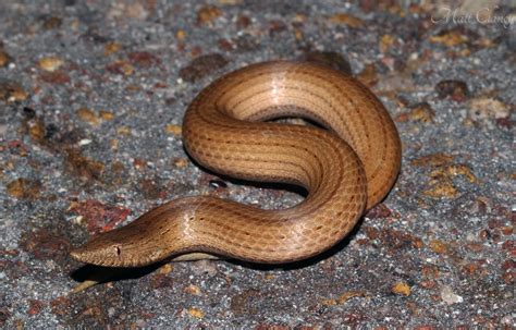 Legless Lizard Hatchling At Cristal Lawrence Blog