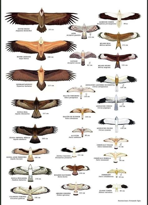 North American Birds Of Prey Birding The Oklahoma Skies For Hawks