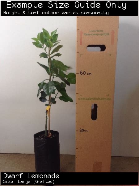 Photos Dwarf Lemonade