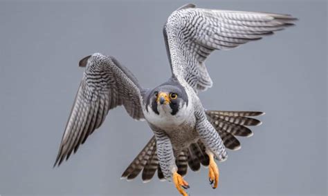See The Picture That Just Captured The Bird Photographer Of The Year