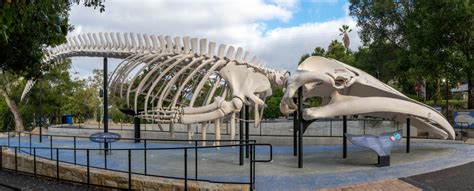 Legends Of The Halls Washed Ashore The Museums Blue Whale Skeleton