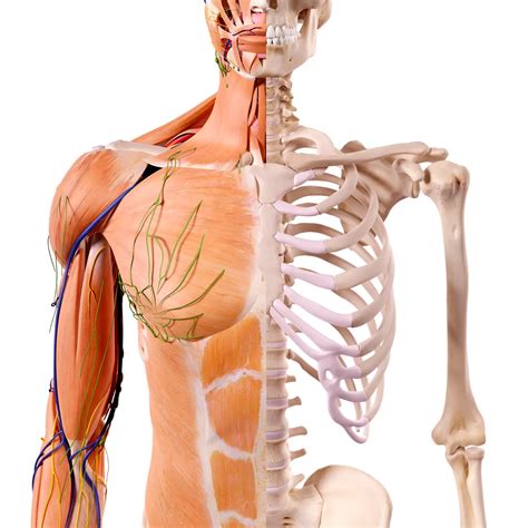 Gross Anatomy Of The Axial Skeleton Dexterity Pd