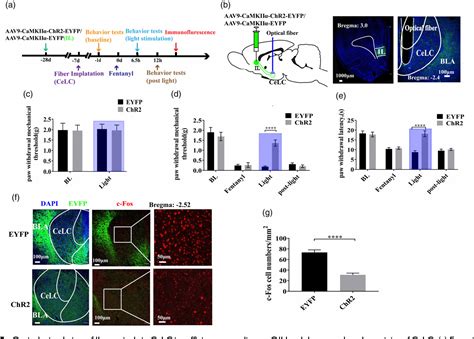 Figure 3 From Projections From Infralimbic Medial Prefrontal Cortex Glutamatergic Outputs To