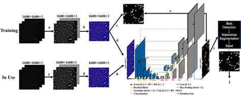 Demonstration Of The Segmentation And Tracking Pipeline Aandf Bias