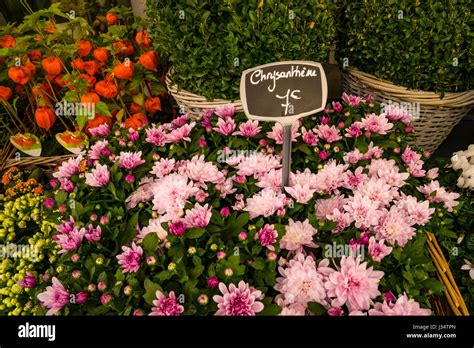 Chrysanthemums For Sale In Paris Flower Shop With Labels Displaying