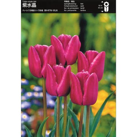 球根芽出し苗 一重咲きチューリップ トライアンフ咲き 紫水晶 1球植え 3号ポット苗 寄せ植え 花壇 鉢植え 可愛い かわいい 春の花