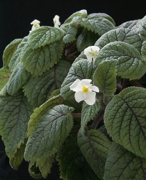 Niphaea Oblonga Gesneriad Reference Web