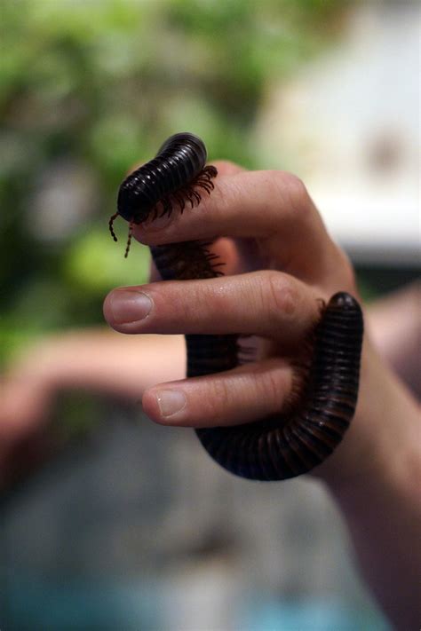 70 Free Millipede And Centipede Images Pixabay