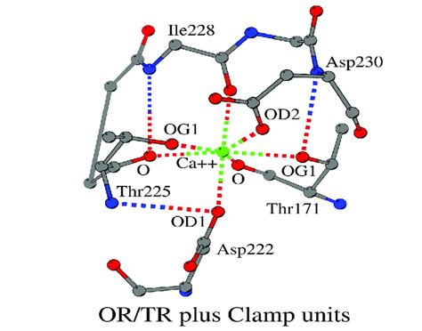 Atomic Cation Binding Network In Peroxidase Three Or Tr And Three