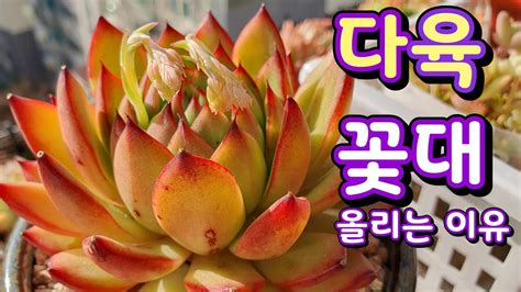 다육 꽃을 올리는 이유가 있어요하월야드라큘라크리스보니크리스마스라밀라떼다육꽃베란다다육겨울다육키우기다육 Youtube