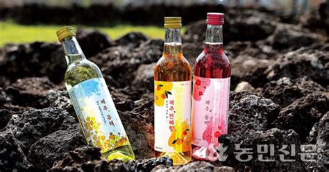 [우리 술 답사기] 동백꽃 한잔 유채꽃 한잔 입안 가득 제주의 맛