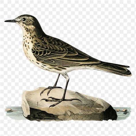 Hand Drawn Water Pipi Bird Sticker