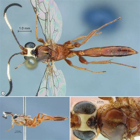 Diadromus Collaris Holotype Female A Metapleuron Ventral View B