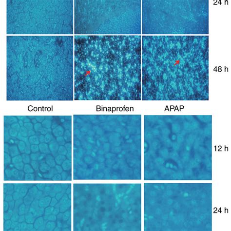 Representative DAPI Stained Micrographs Of Zebrafish Liver Cells