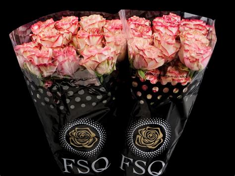 Country Candy A Cream Pink Rose From Ecuador