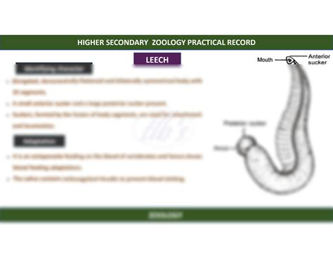 Leech Diagram Labeled
