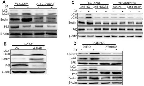 Phosphorylated Akt Is Involved In Hmgb1 Mediated Autophagy A The