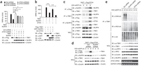 Nlrp4 Negatively Regulates Type I Interferon Signaling By Targeting The